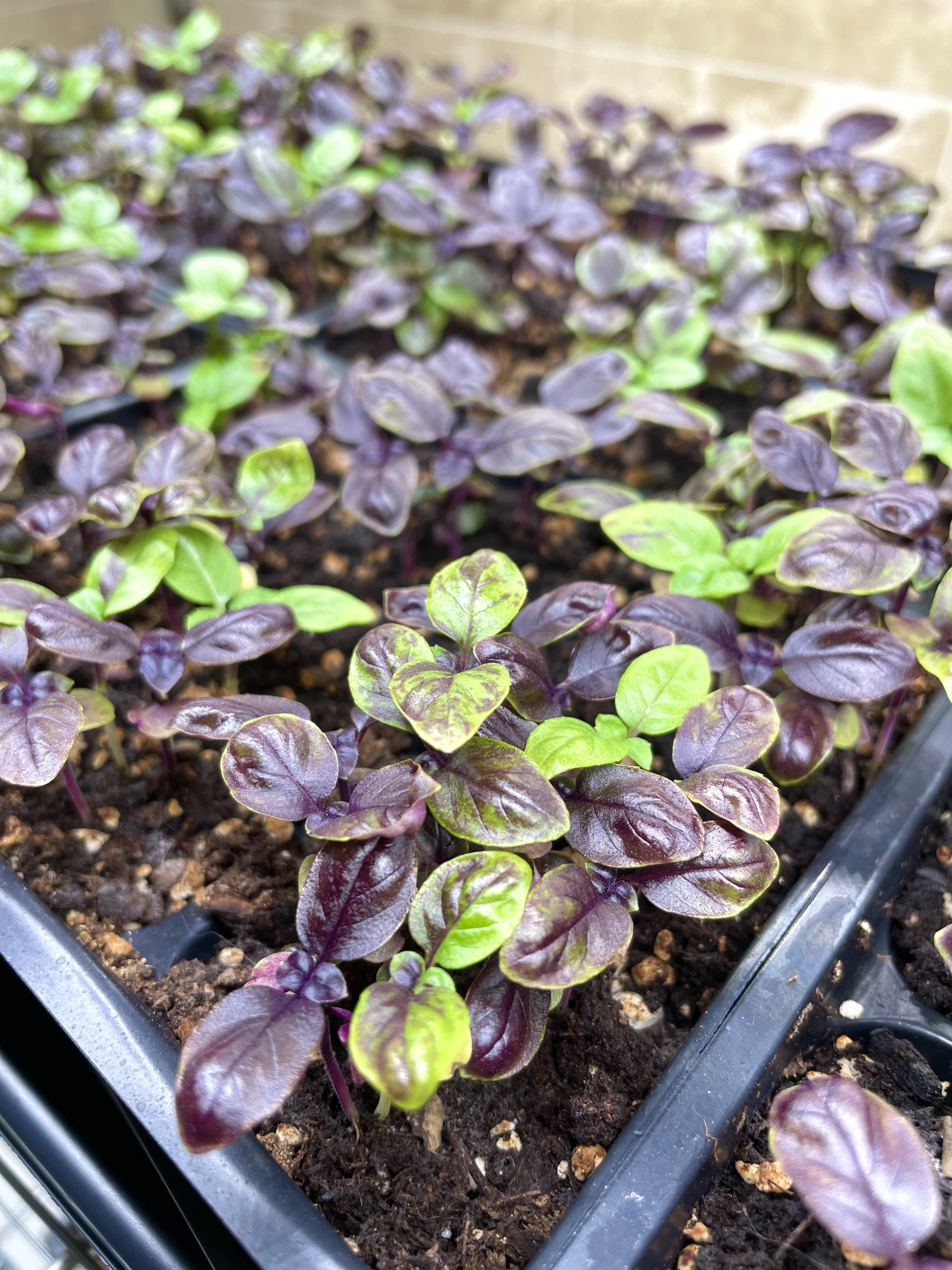 Deliciously Stinky Fishy Fertilizer | Roof Garden Gal